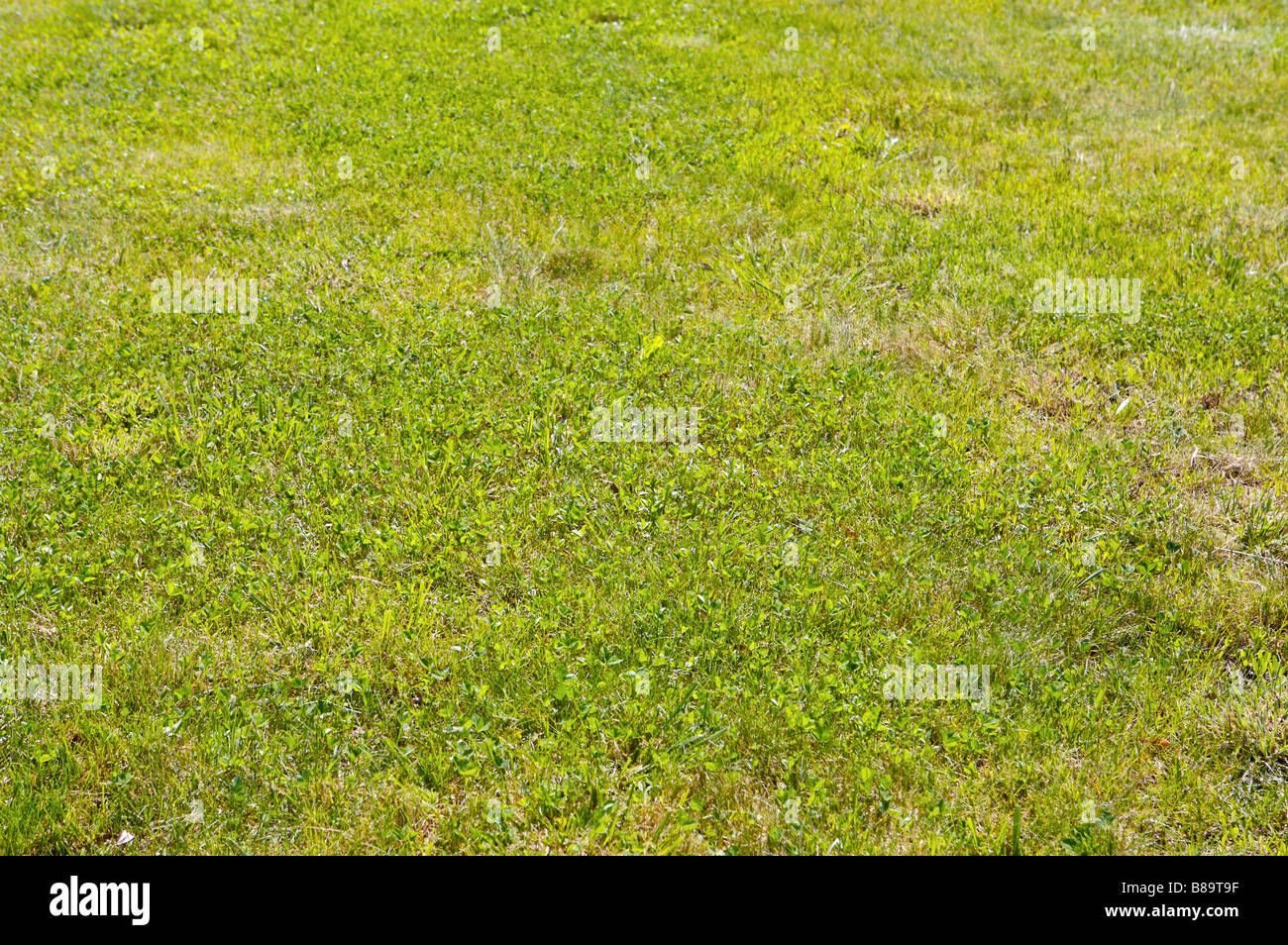 Texture of the green grass in the natural turf Stock Photo - Alamy