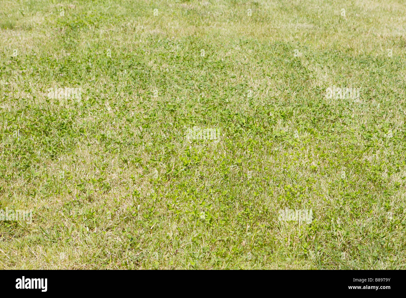 Texture of the green grass in the natural turf Stock Photo - Alamy