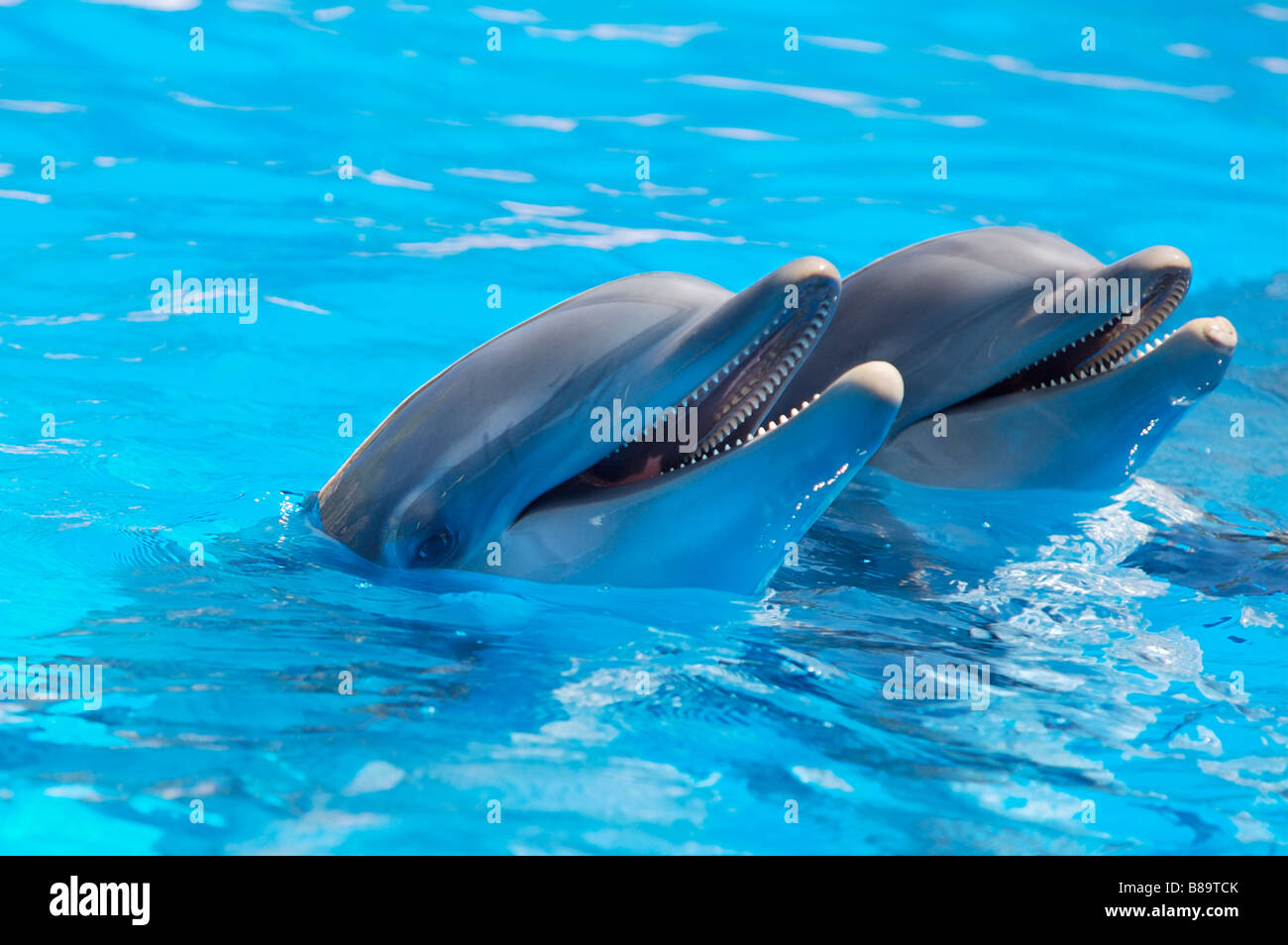 Happy dolphins in the blue water of the swimming pool Stock Photo - Alamy