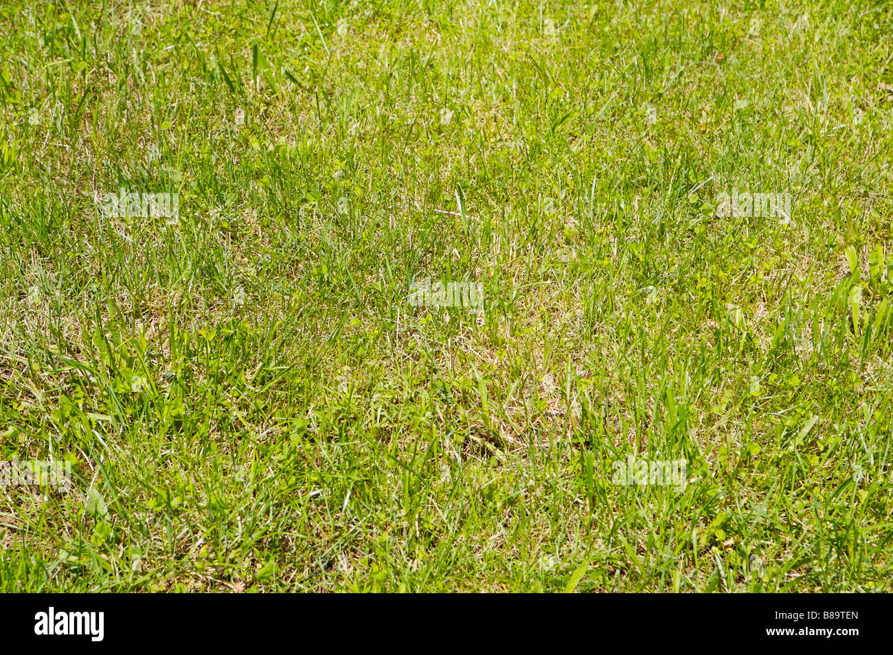 Texture of the green grass in the natural turf Stock Photo - Alamy