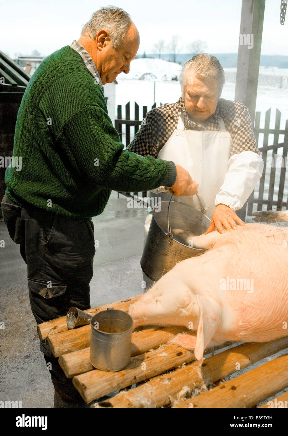 traditional pig sticking Czech Republic Stock Photo - Alamy