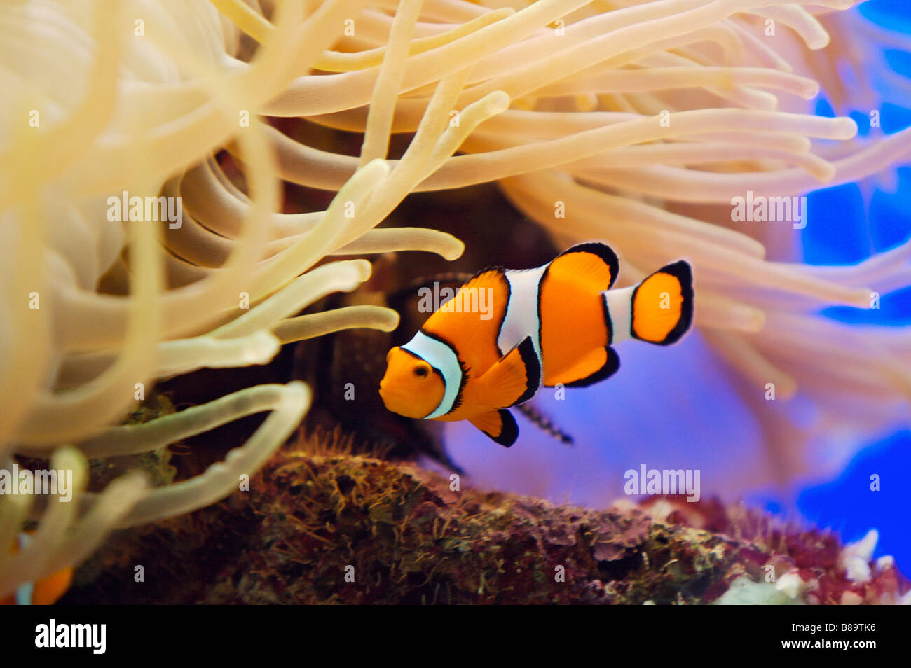 a photo of a fish and anemone Stock Photo - Alamy