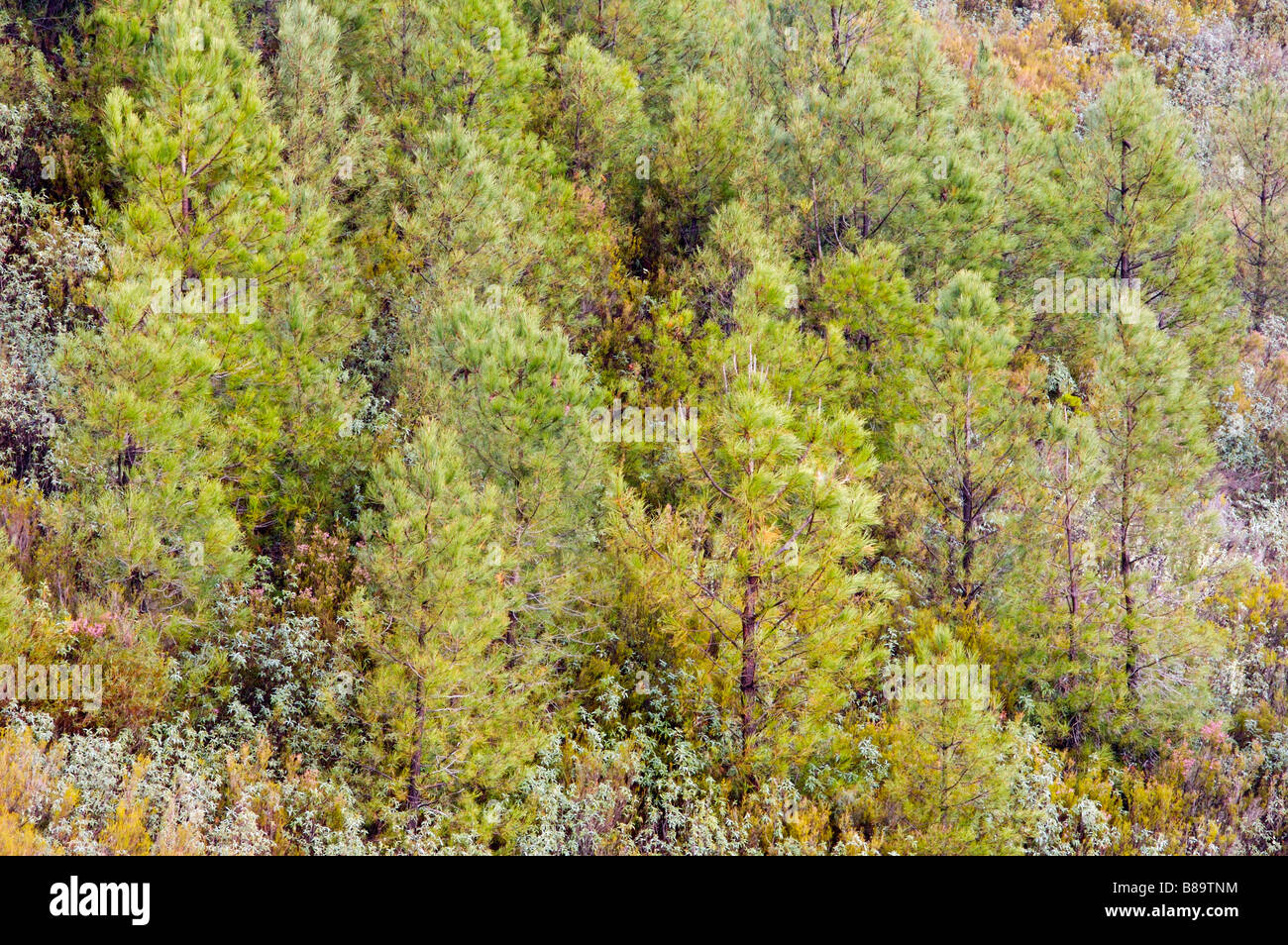 Green and precious trees in a beautiful forest Stock Photo - Alamy
