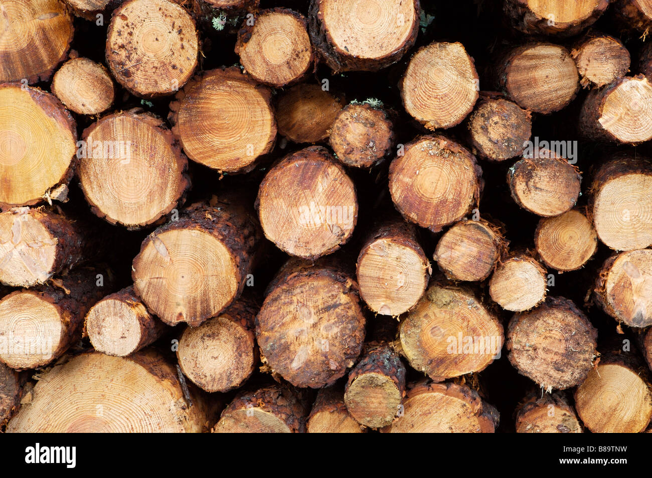 Stacked timber logs fuel for fire Stock Photo - Alamy