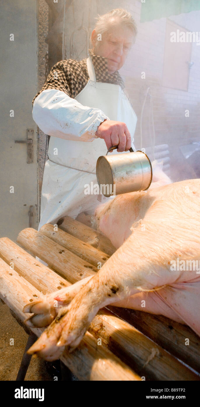 traditional pig sticking Czech Republic Stock Photo - Alamy