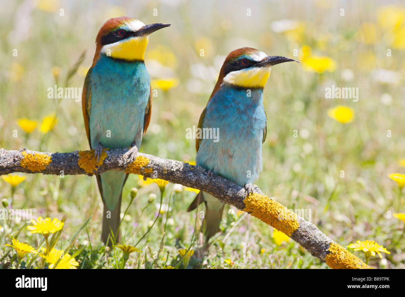 Photo of couple of birds a over spring background Stock Photo - Alamy