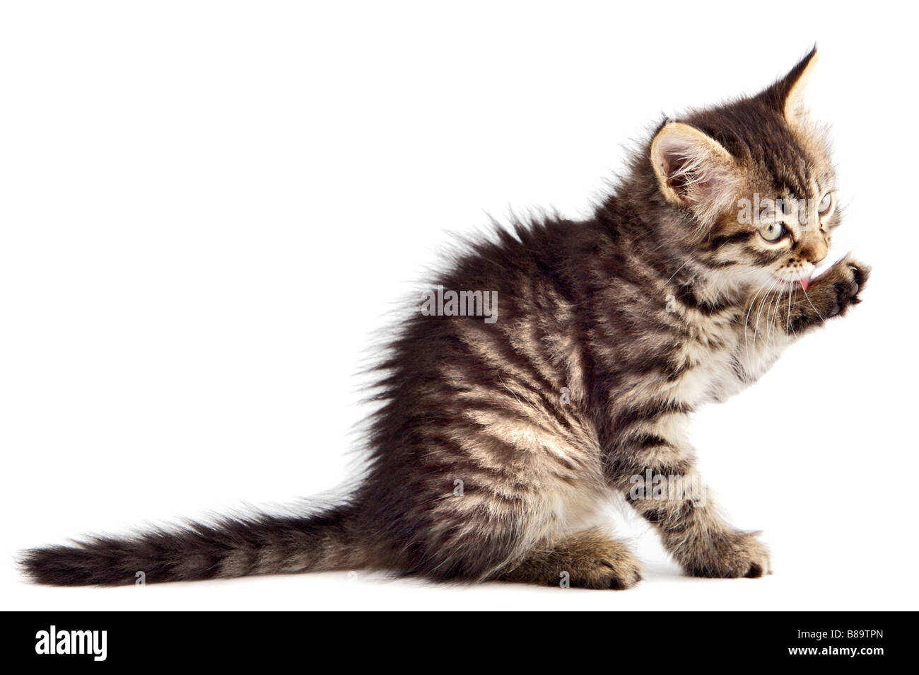 Adorable tiger Cut Out Stock Images & Pictures - Alamy