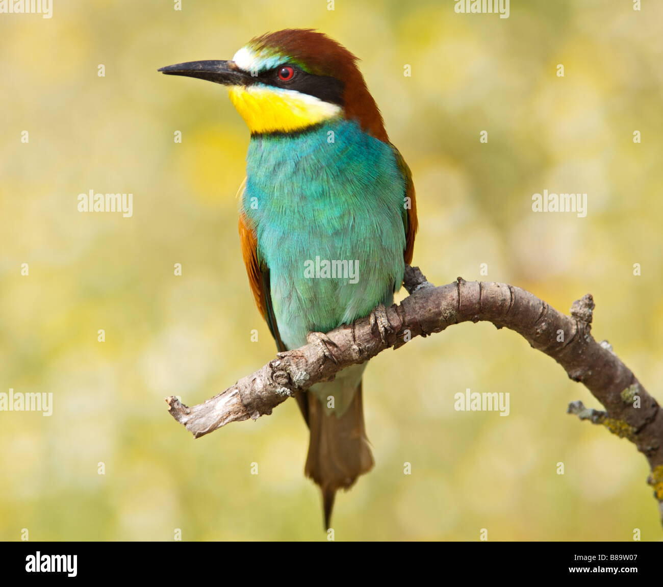 photo of a bird OF COLORS OF THE RAINBOW Stock Photo - Alamy