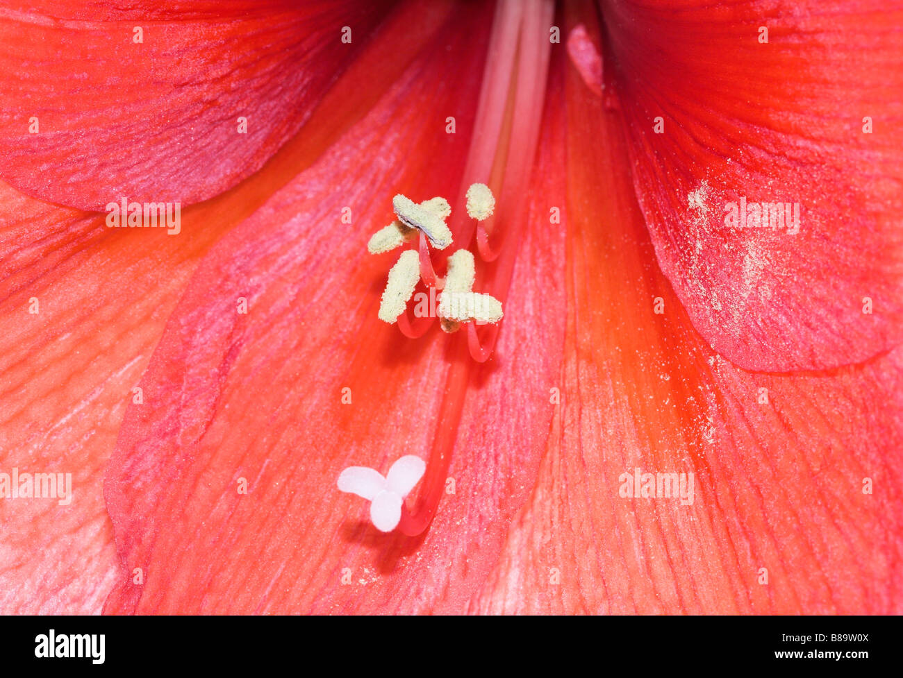 Amaryllis flower Hippeastrum minerva Stock Photo - Alamy