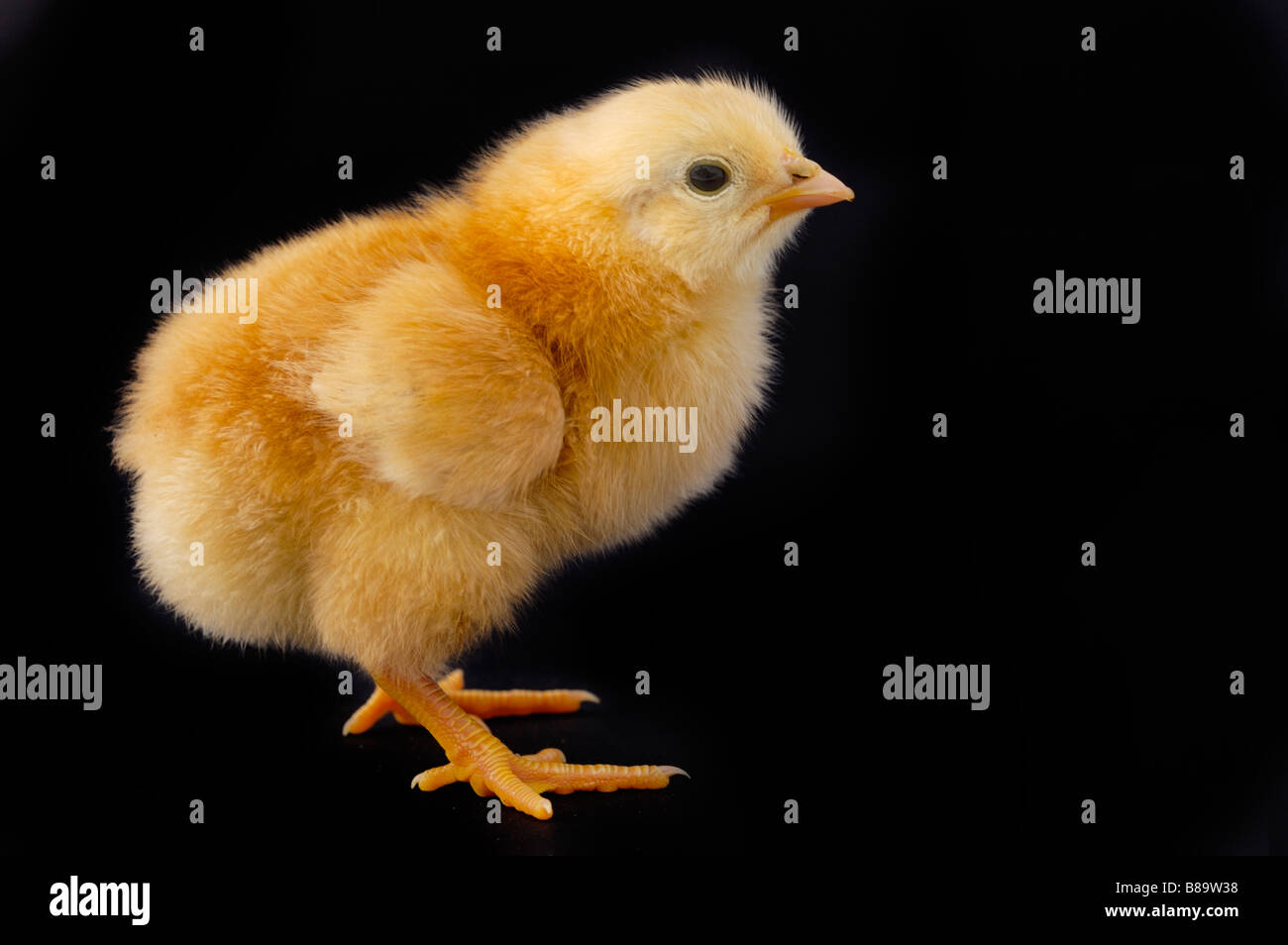 Fluffy hen chick by shell hi-res stock photography and images - Alamy
