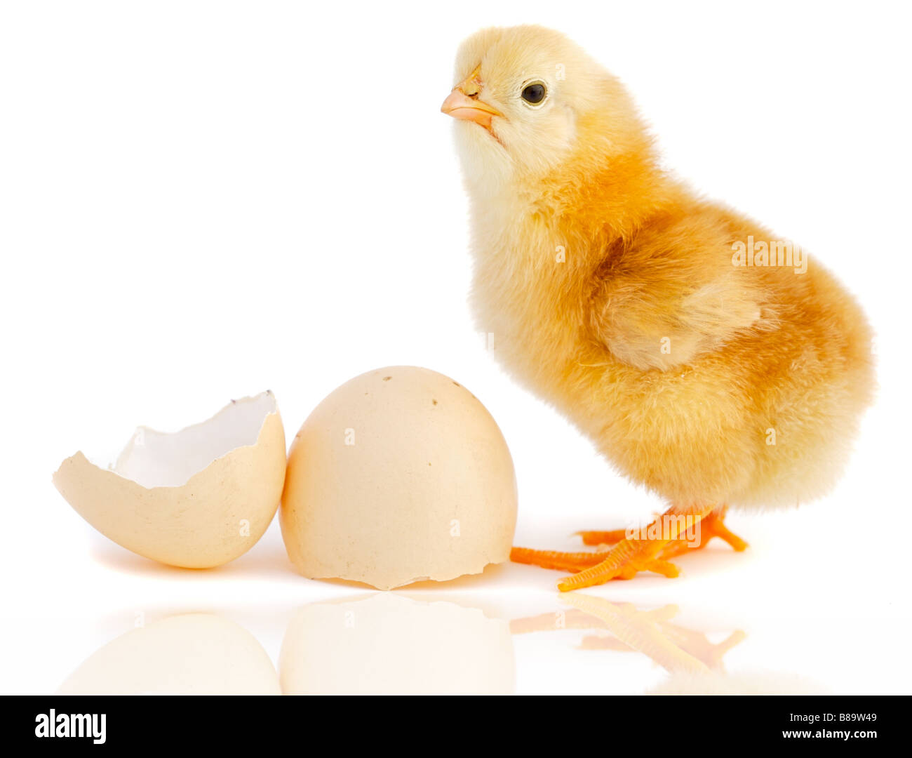 A baby chick over a white background Stock Photo - Alamy