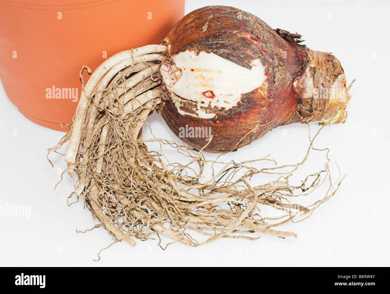 Amaryllis bulb Hippeastrum minerva Stock Photo - Alamy