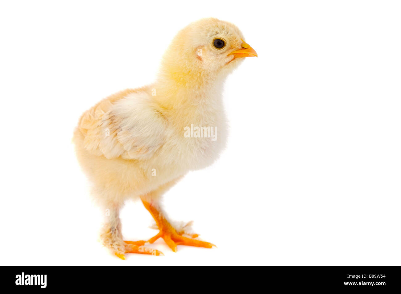 One small chicken a over white background Stock Photo - Alamy