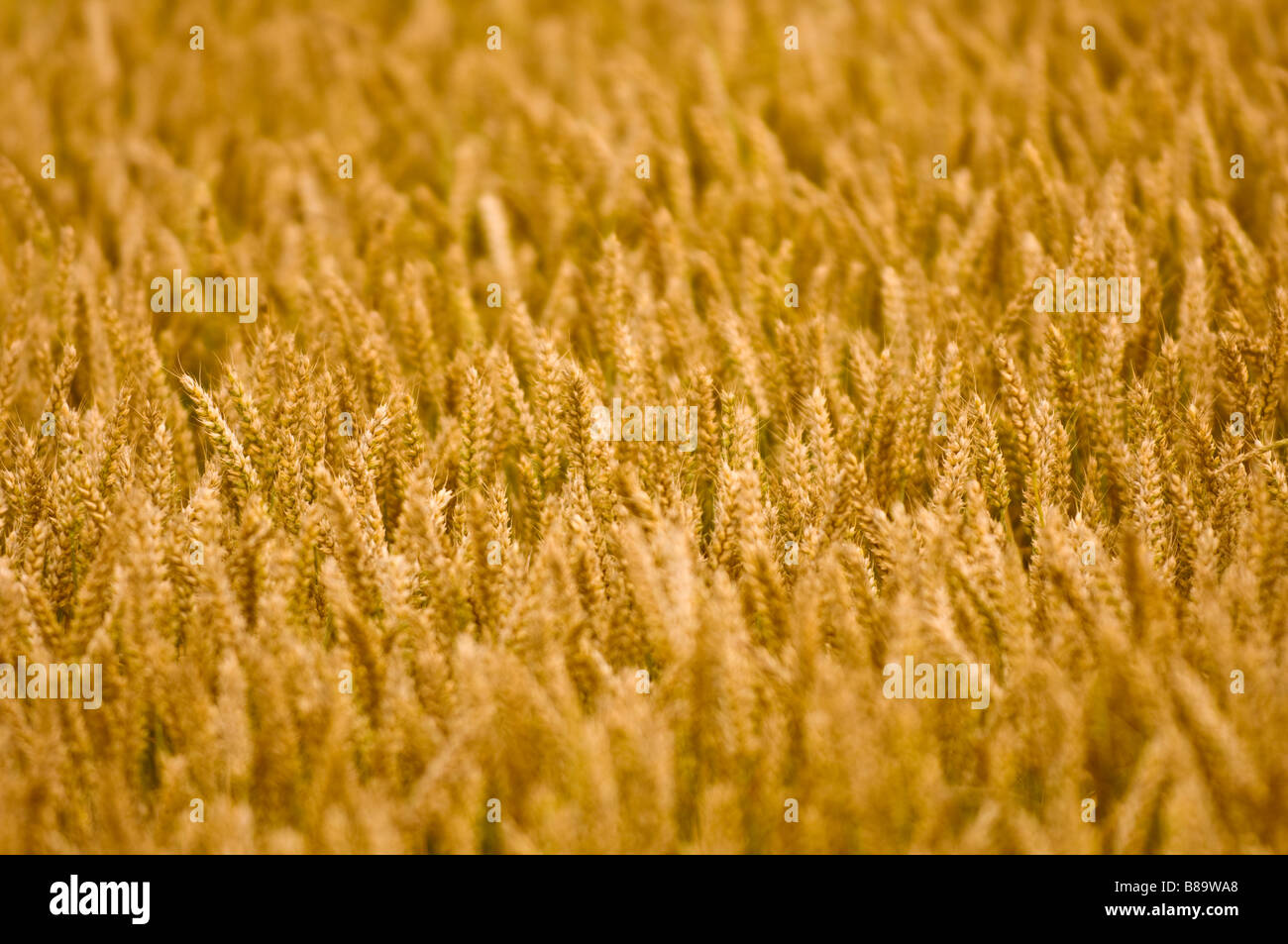 Closeup of ripening wheat growing in field. UK Stock Photo - Alamy