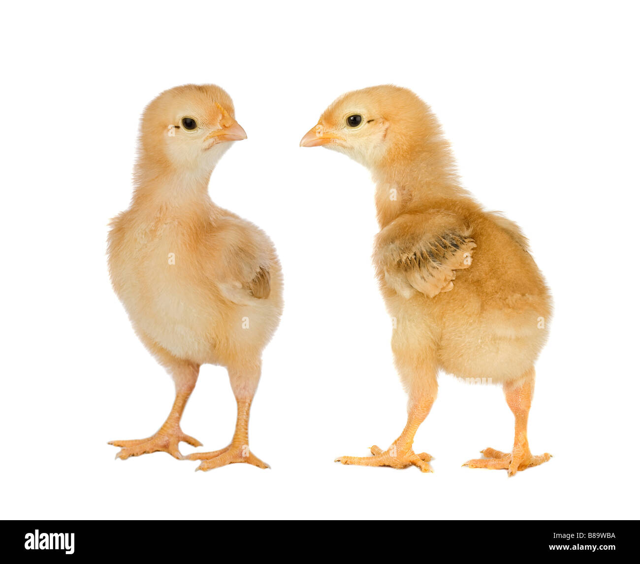 Two yellow little chickens a over white background Stock Photo - Alamy
