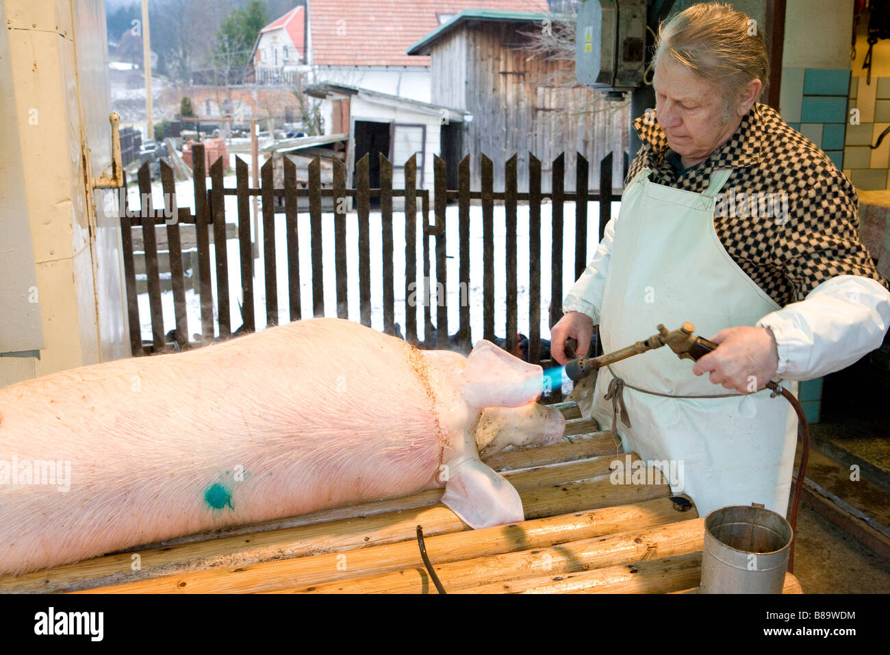 traditional pig sticking Czech Republic Stock Photo - Alamy
