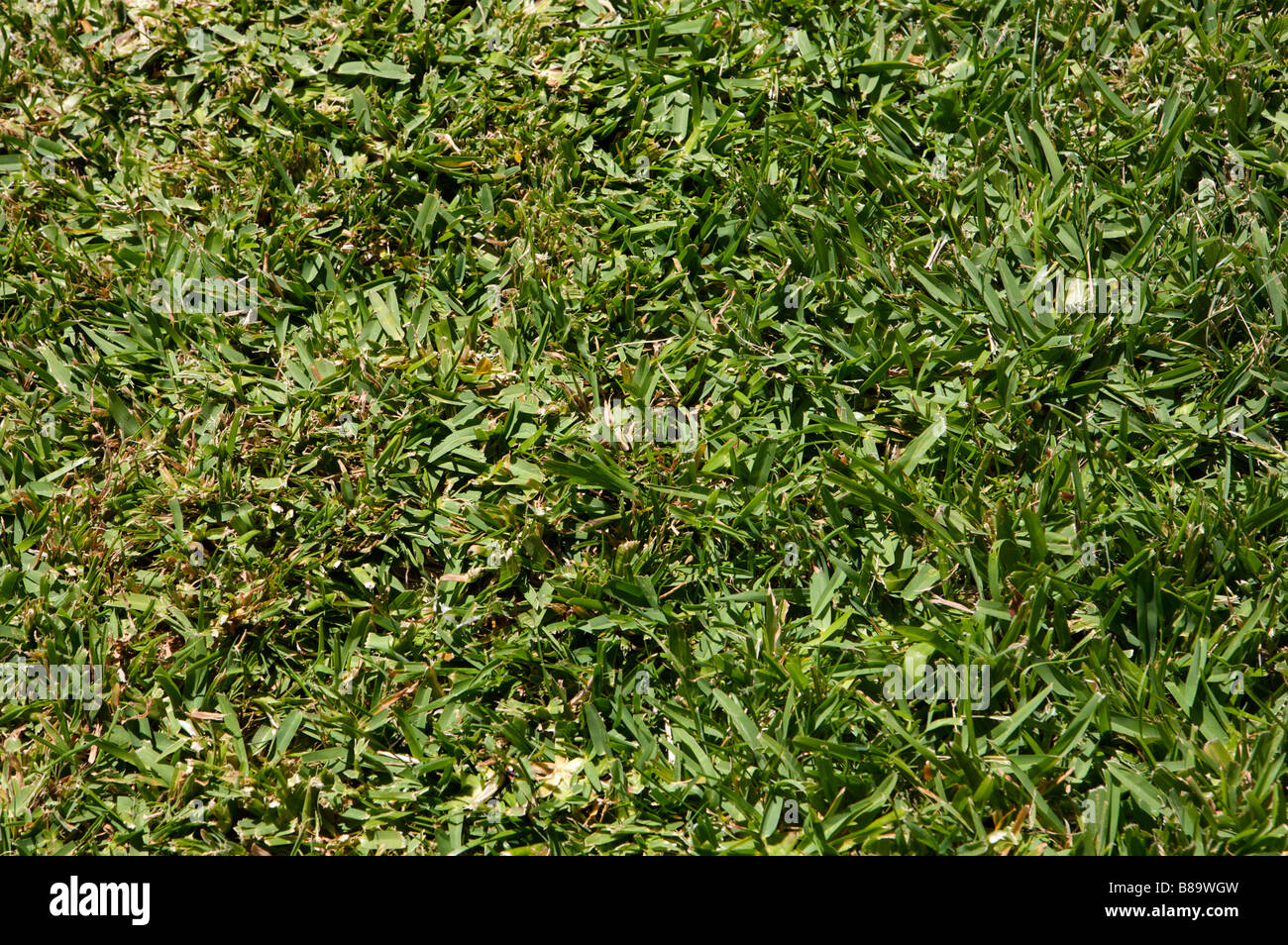 Texture of the green grass in the natural turf Stock Photo - Alamy