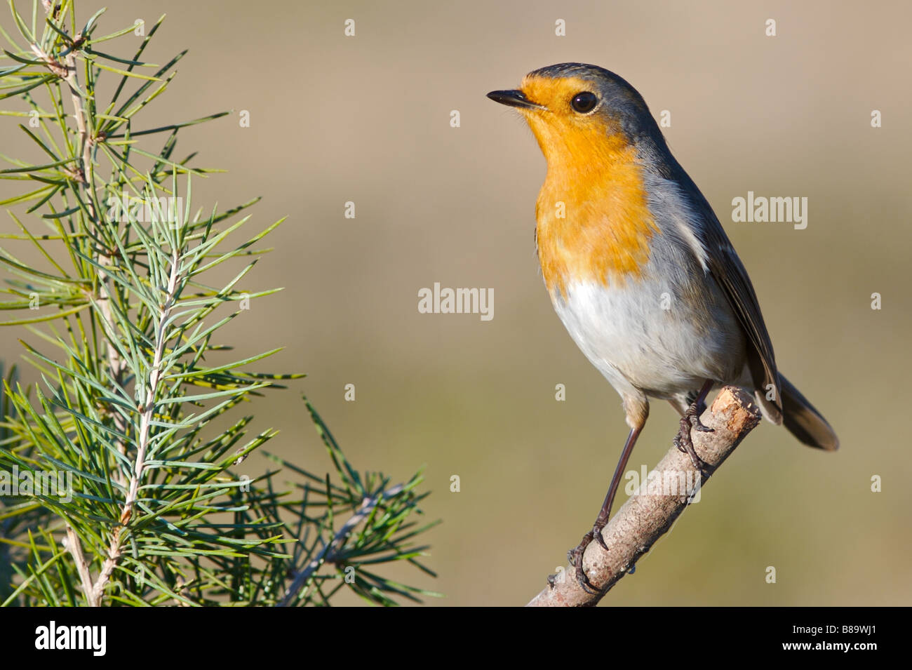 A photo of a beautiful red bird Stock Photo - Alamy
