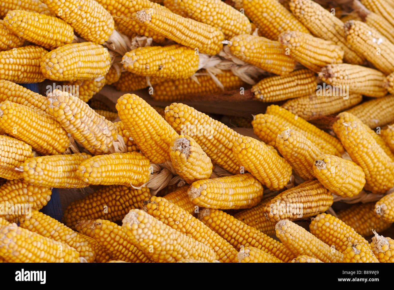a photo of corn drying itself to the sun Stock Photo - Alamy