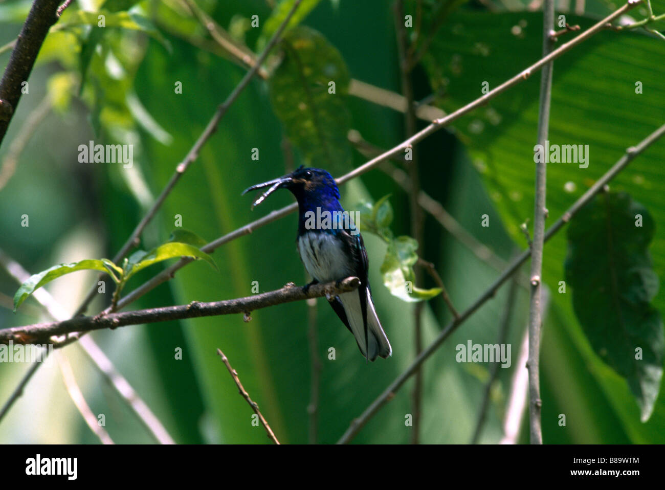 Trinidad Asa Wright Nature Reserve Humming Bird Stock Photo - Alamy
