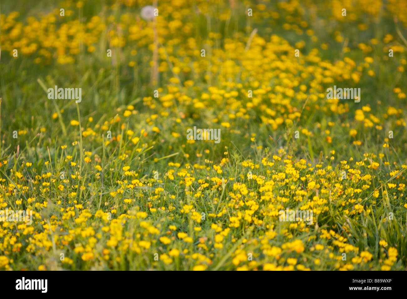 Texture of the yellow grass in the natural turf Stock Photo - Alamy