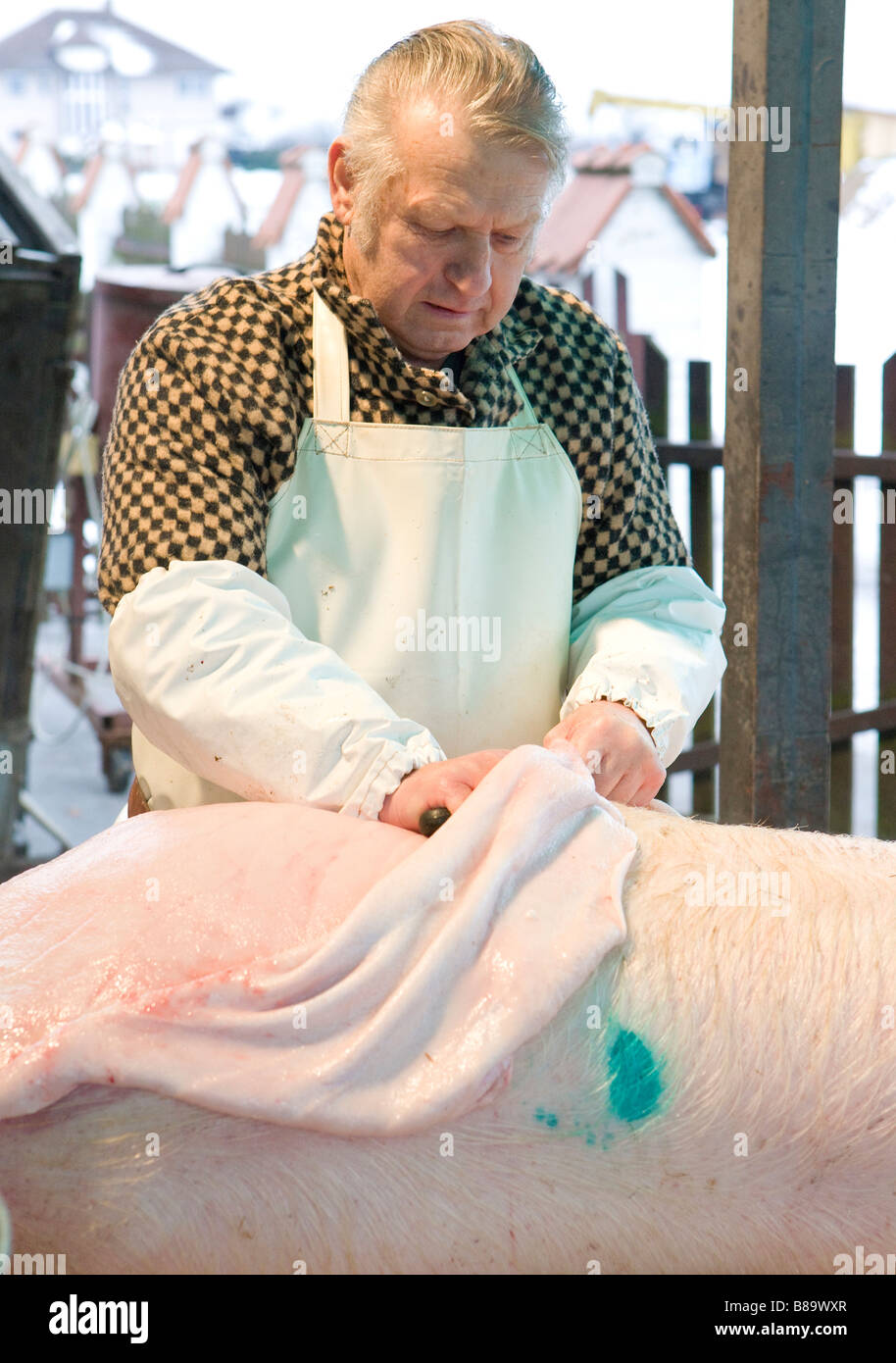 traditional pig sticking Czech Republic Stock Photo - Alamy