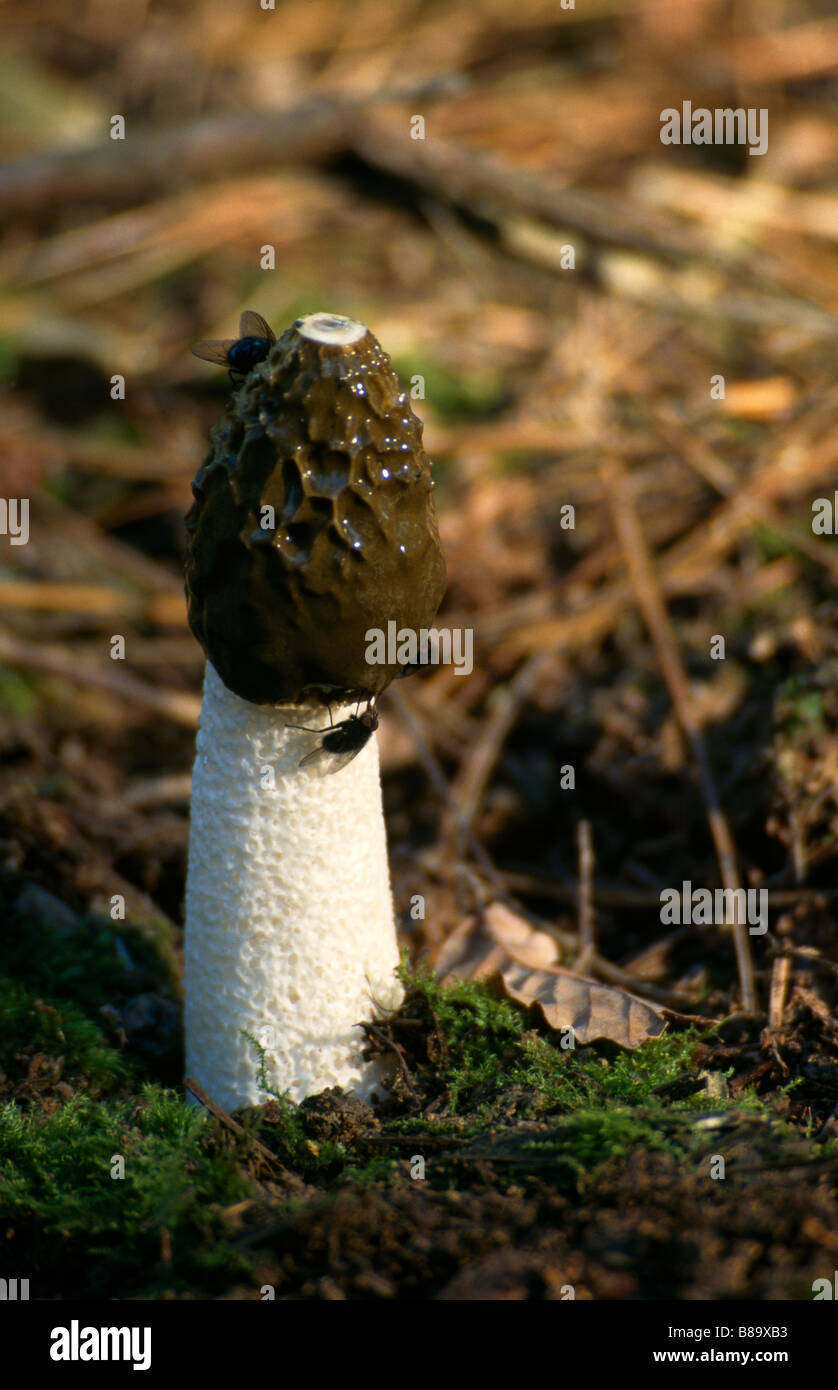 Stink horn hi-res stock photography and images - Alamy