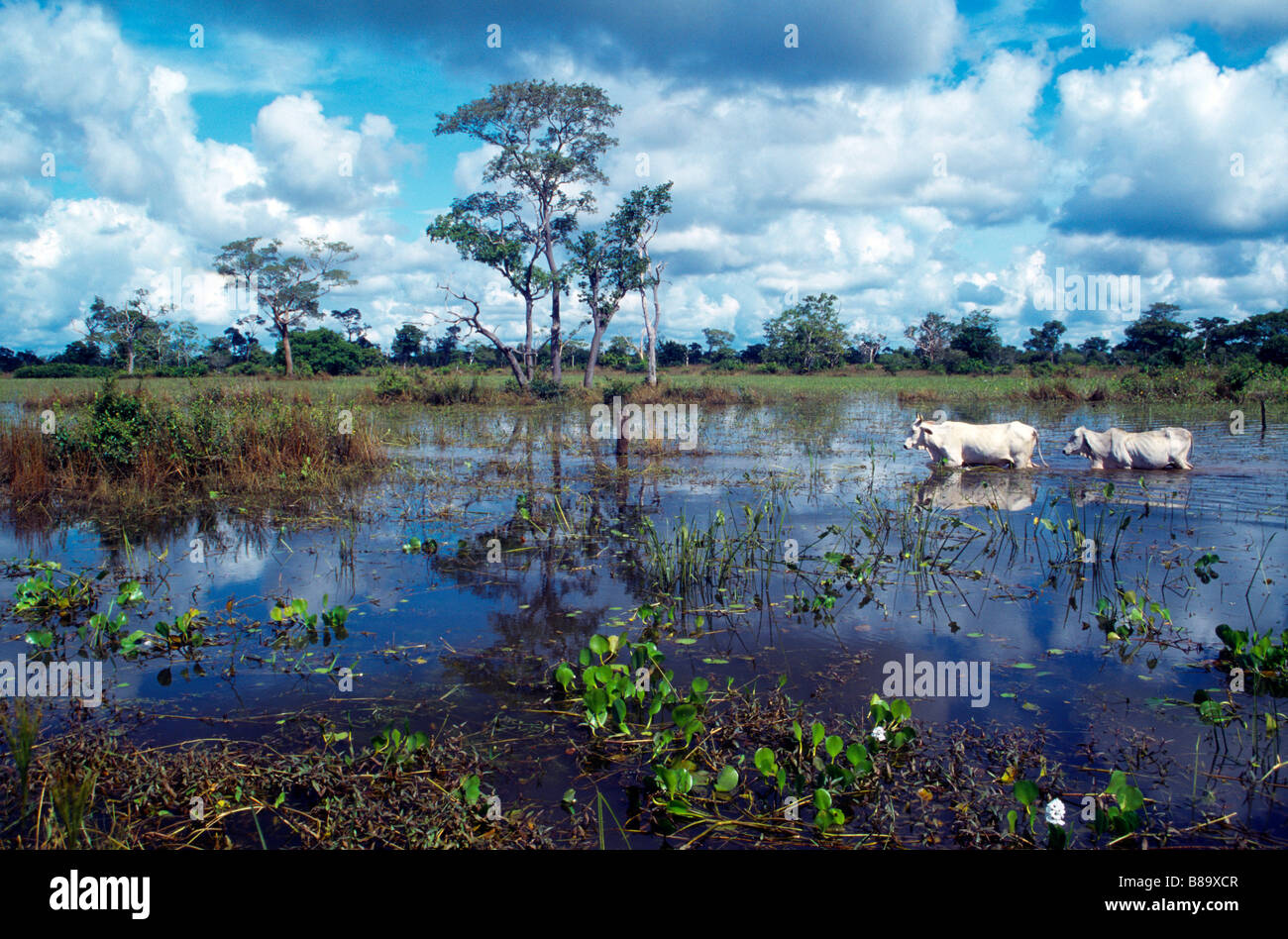 Pantanal Brazil Cows in Water Stock Photo - Alamy