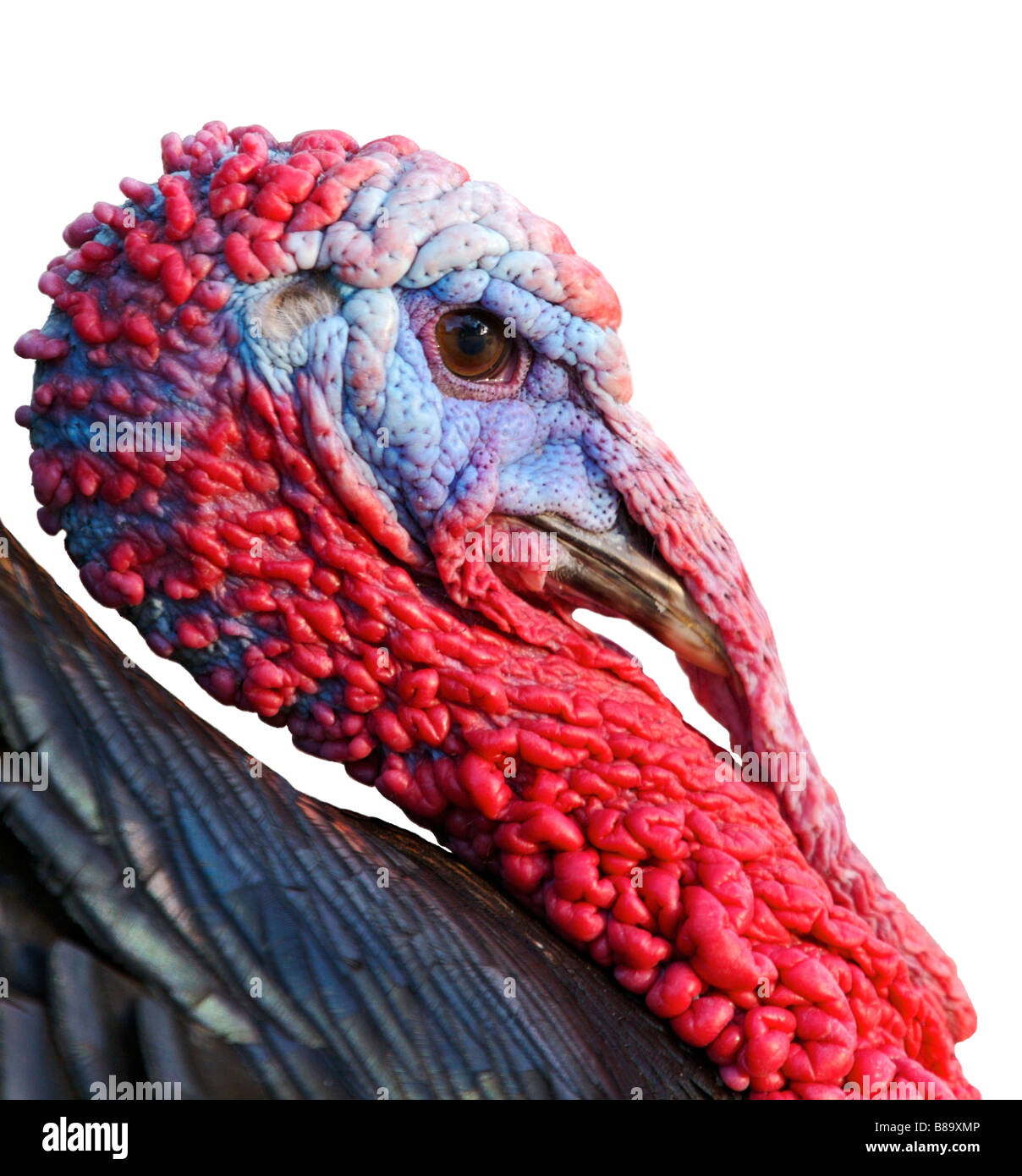 Portrait of a turkey a over white background Stock Photo - Alamy