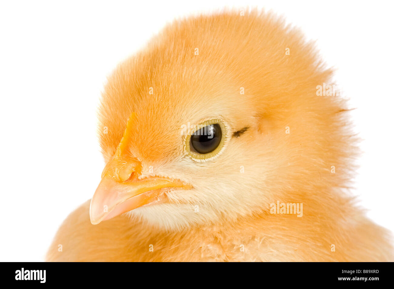 Yellow little chicken a over white background Stock Photo - Alamy