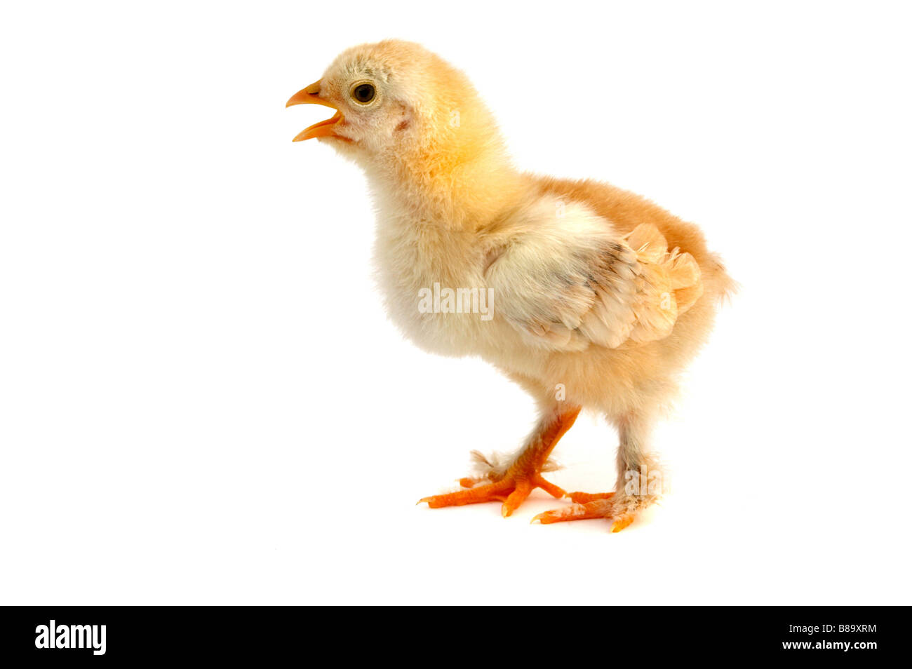 One small chicken a over white background Stock Photo - Alamy