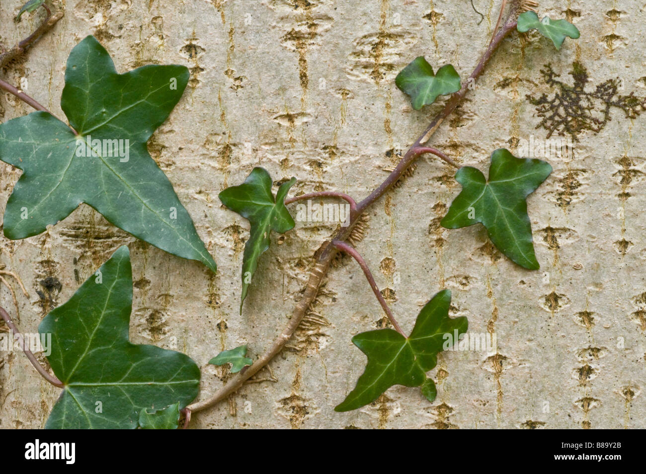 Ivy climbing at a tree stem hi-res stock photography and images - Alamy