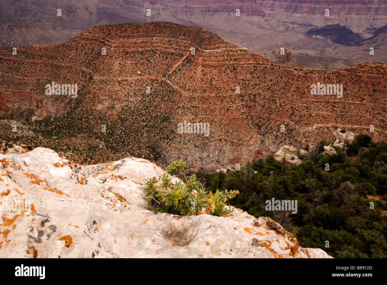 Cape Final Fern Bush Chamabatiaria millefolium North Rim Grand Canyon ...