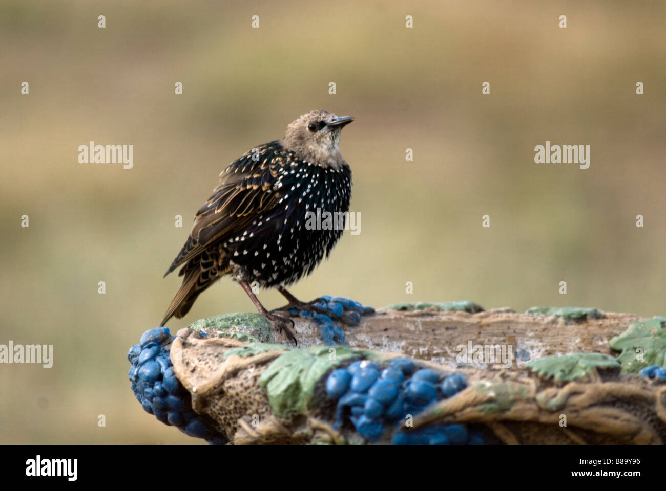 European Starling Sturnus vulgaris San Luis Valley Colorado Fall Stock ...