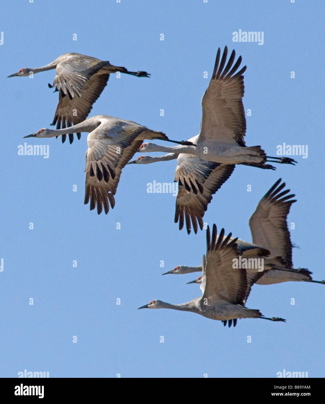 Sandhill Crane Grus canadensis San Luis Valley Colorado Fall Stock ...