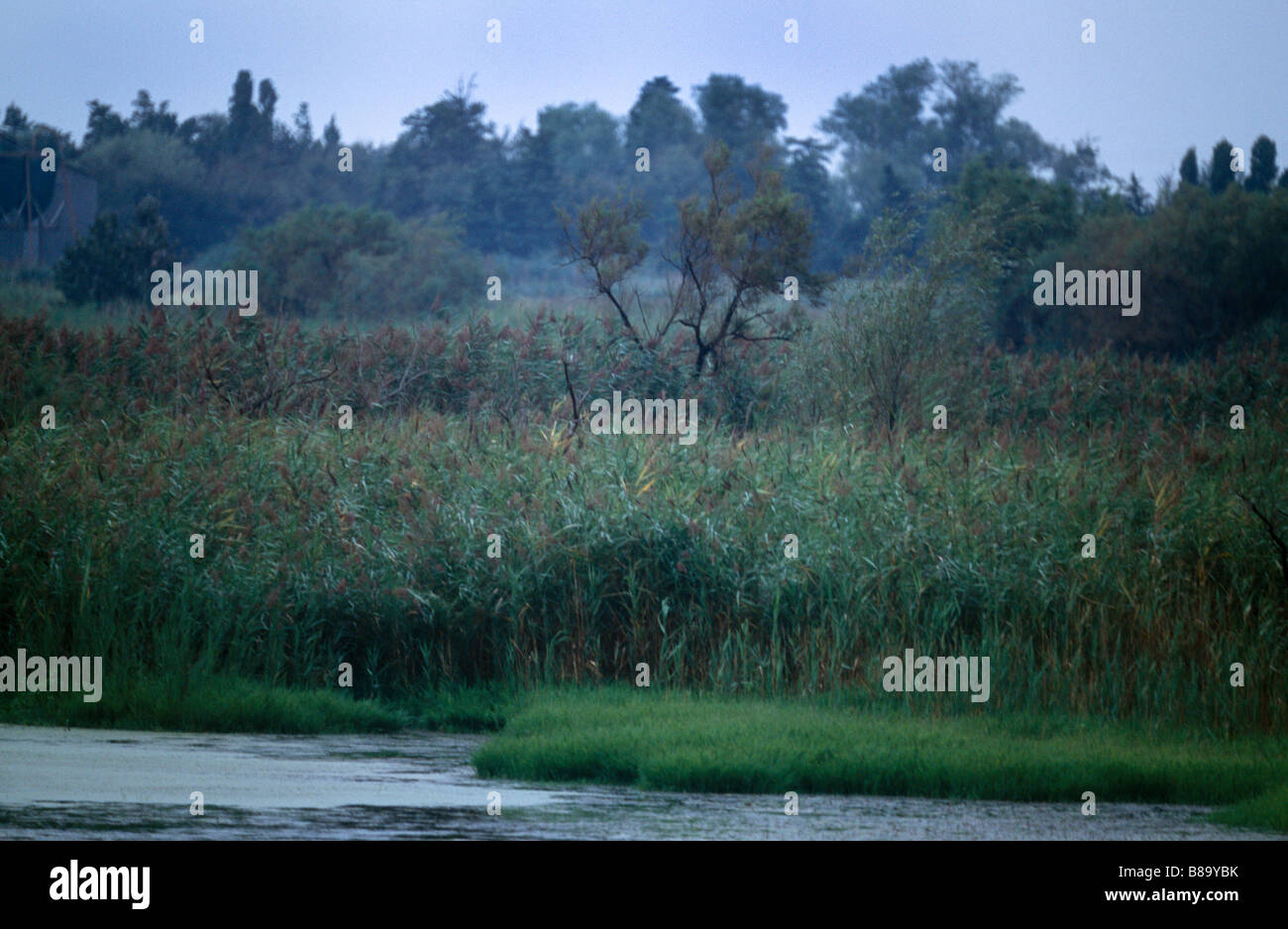Camargue Provence France Wetlands Stock Photo - Alamy