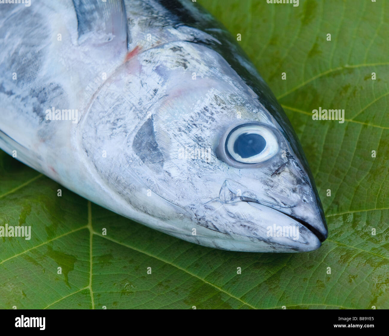 head of tuna fish at a fish market Stock Photo - Alamy