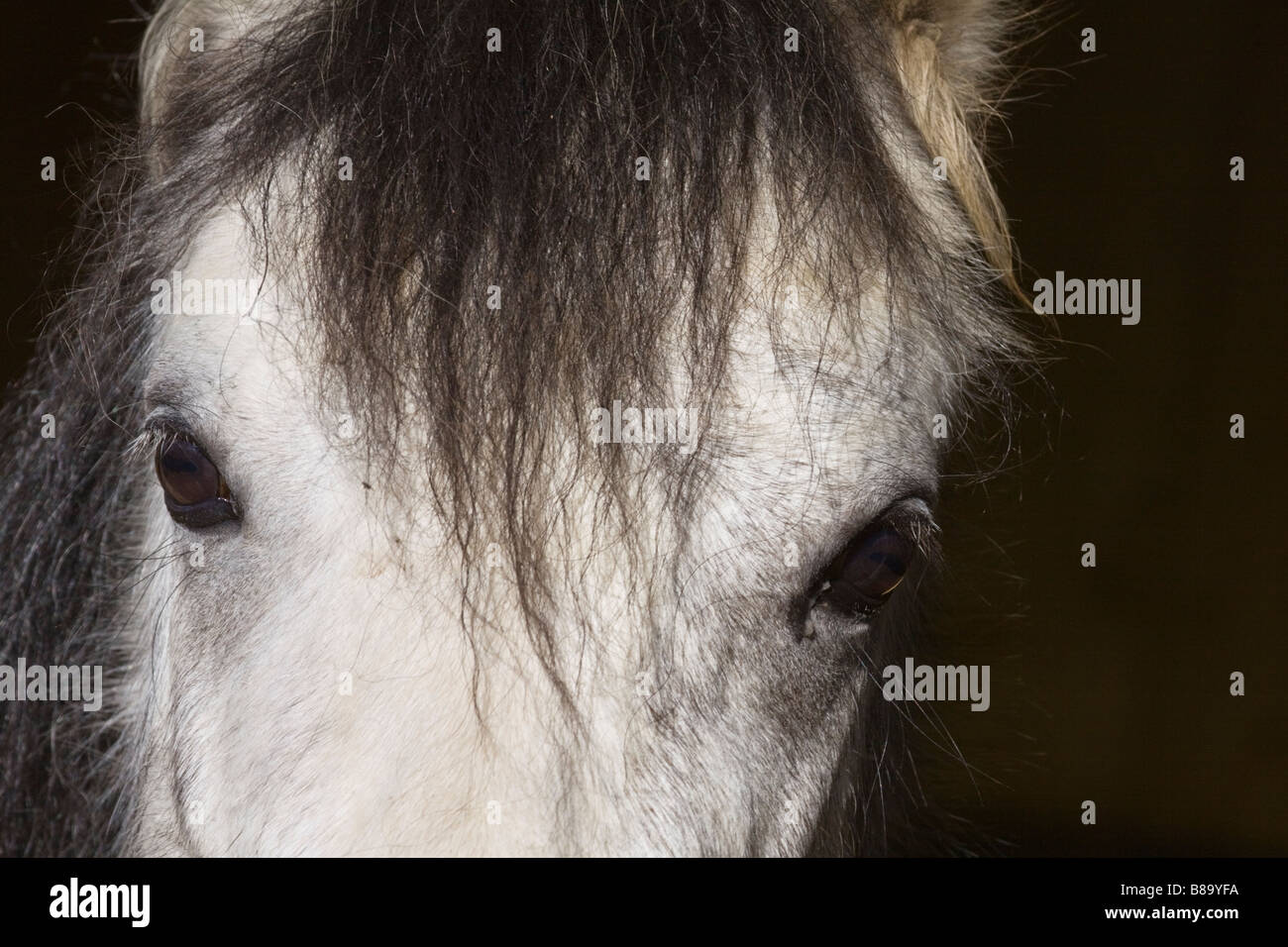 close up of horse head and eyes in stable black background Stock Photo ...