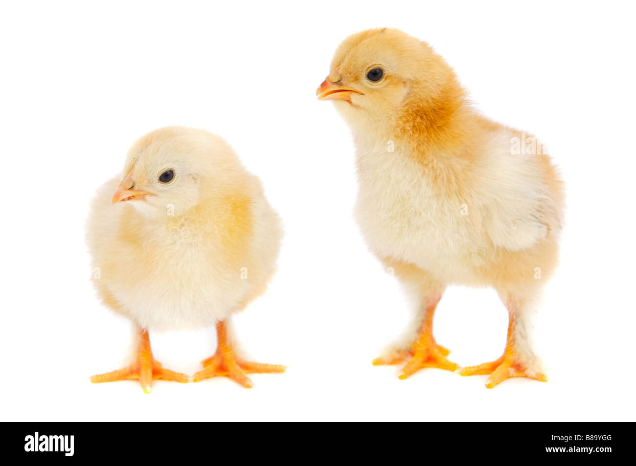 Baby chickens eat hi-res stock photography and images - Alamy