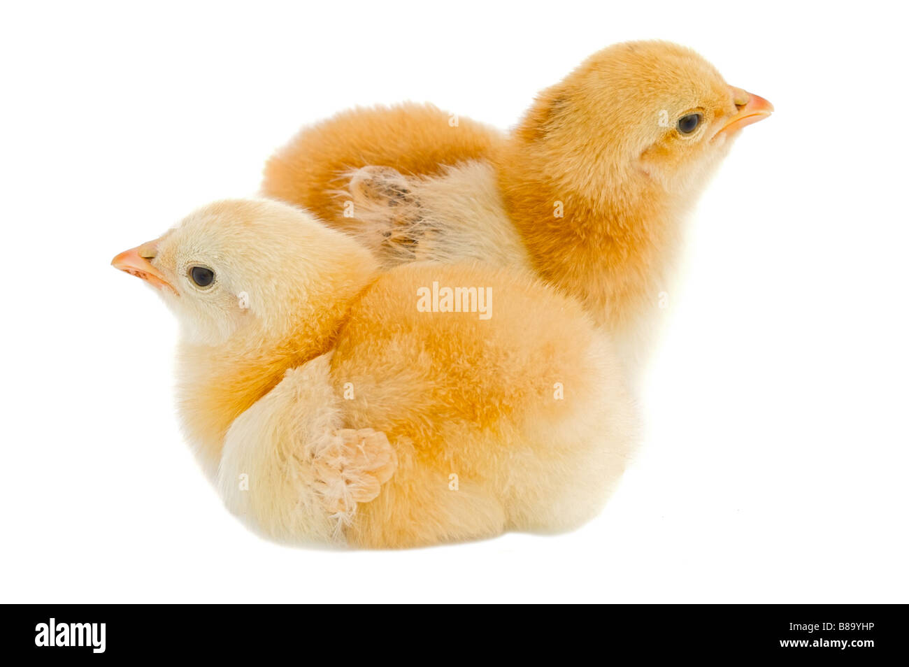 Hen baby chickens Cut Out Stock Images & Pictures - Alamy