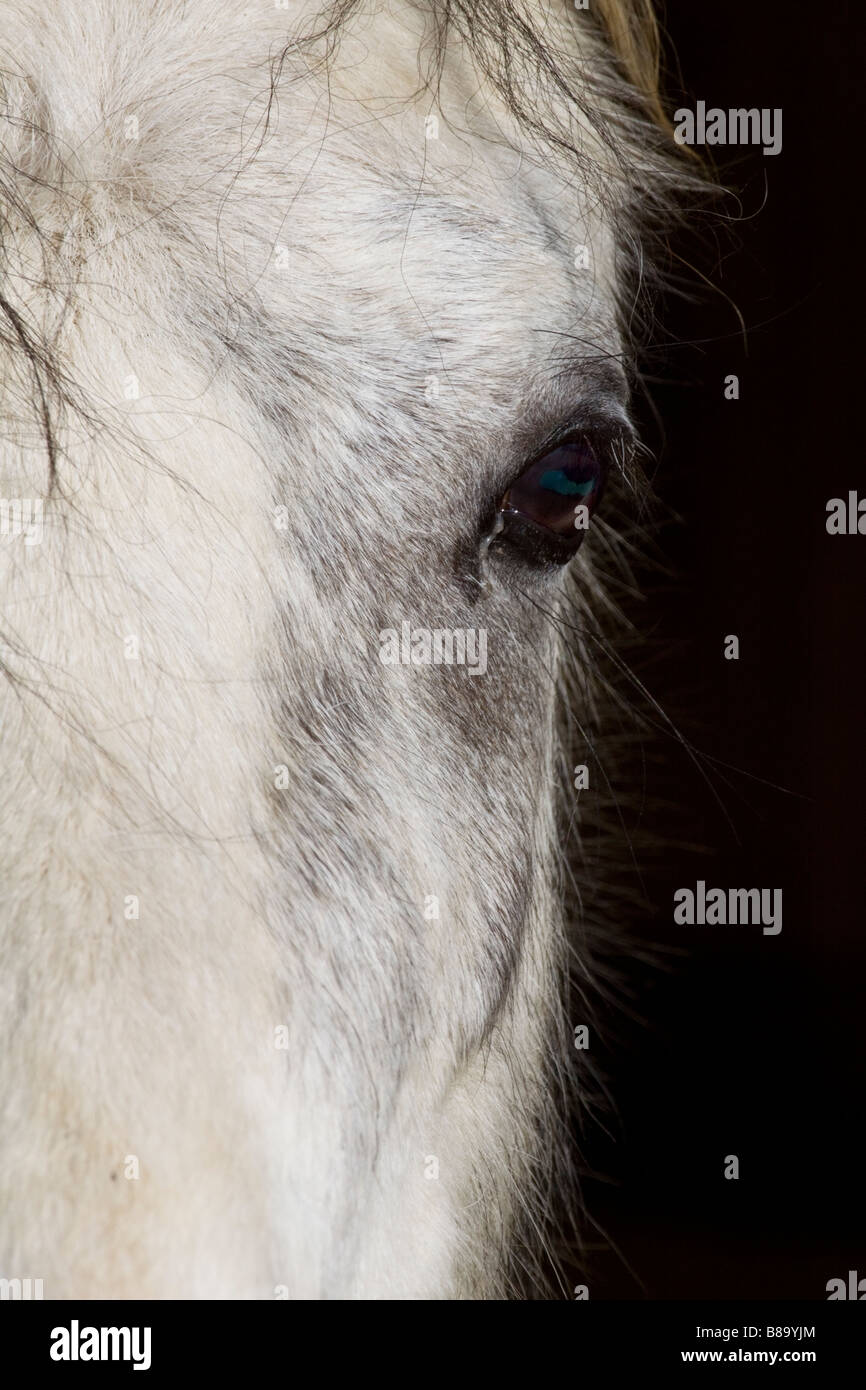 close up of horse head and eye in stable black background Stock Photo ...