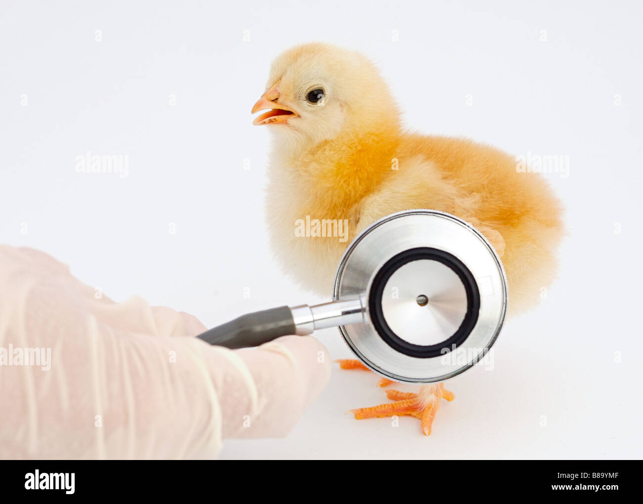 veterinarian hand watching the disease of the chick Stock Photo - Alamy