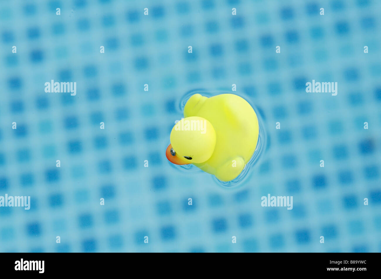 Plastic ducks in swimming pool hi-res stock photography and images - Alamy