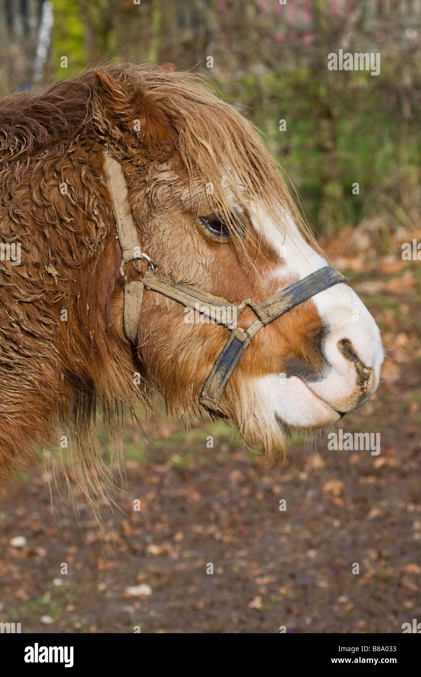 side head profile of Welsh Mountain Pony outside Stock Photo - Alamy