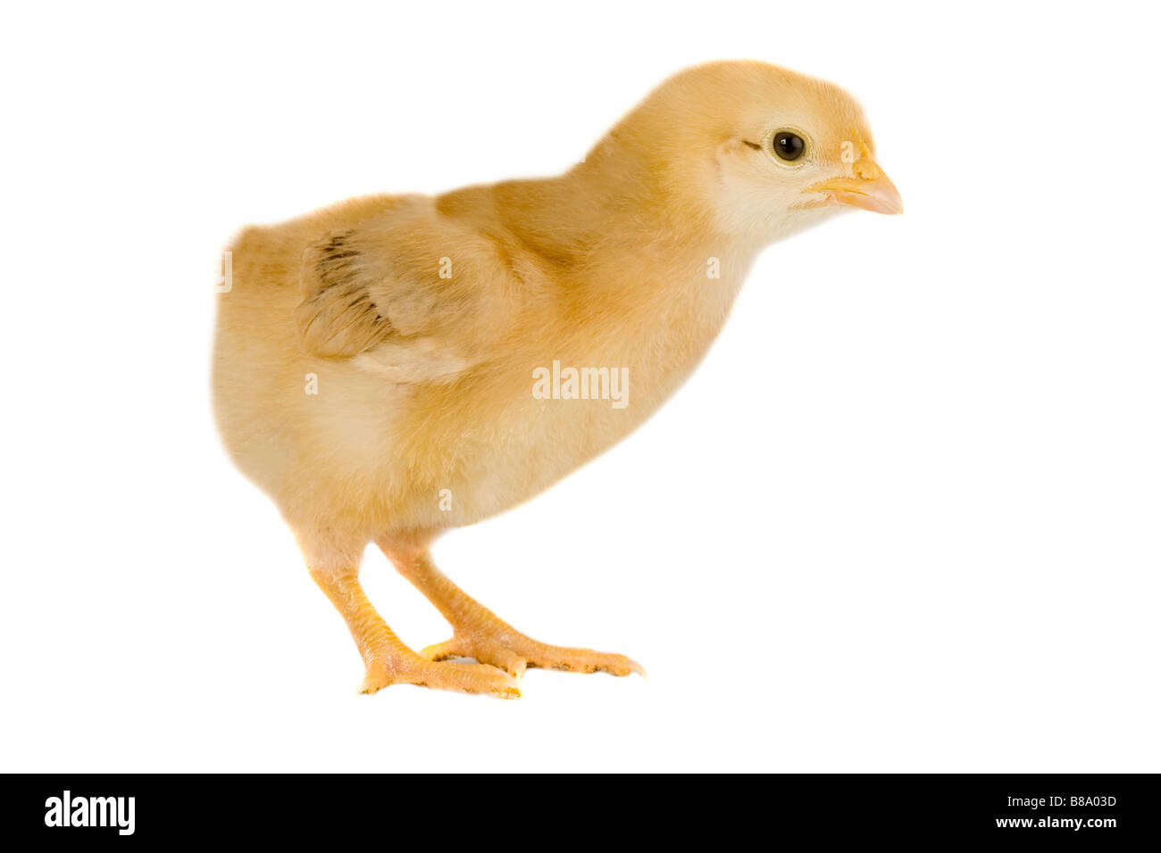 Yellow little chicken a over white background Stock Photo - Alamy