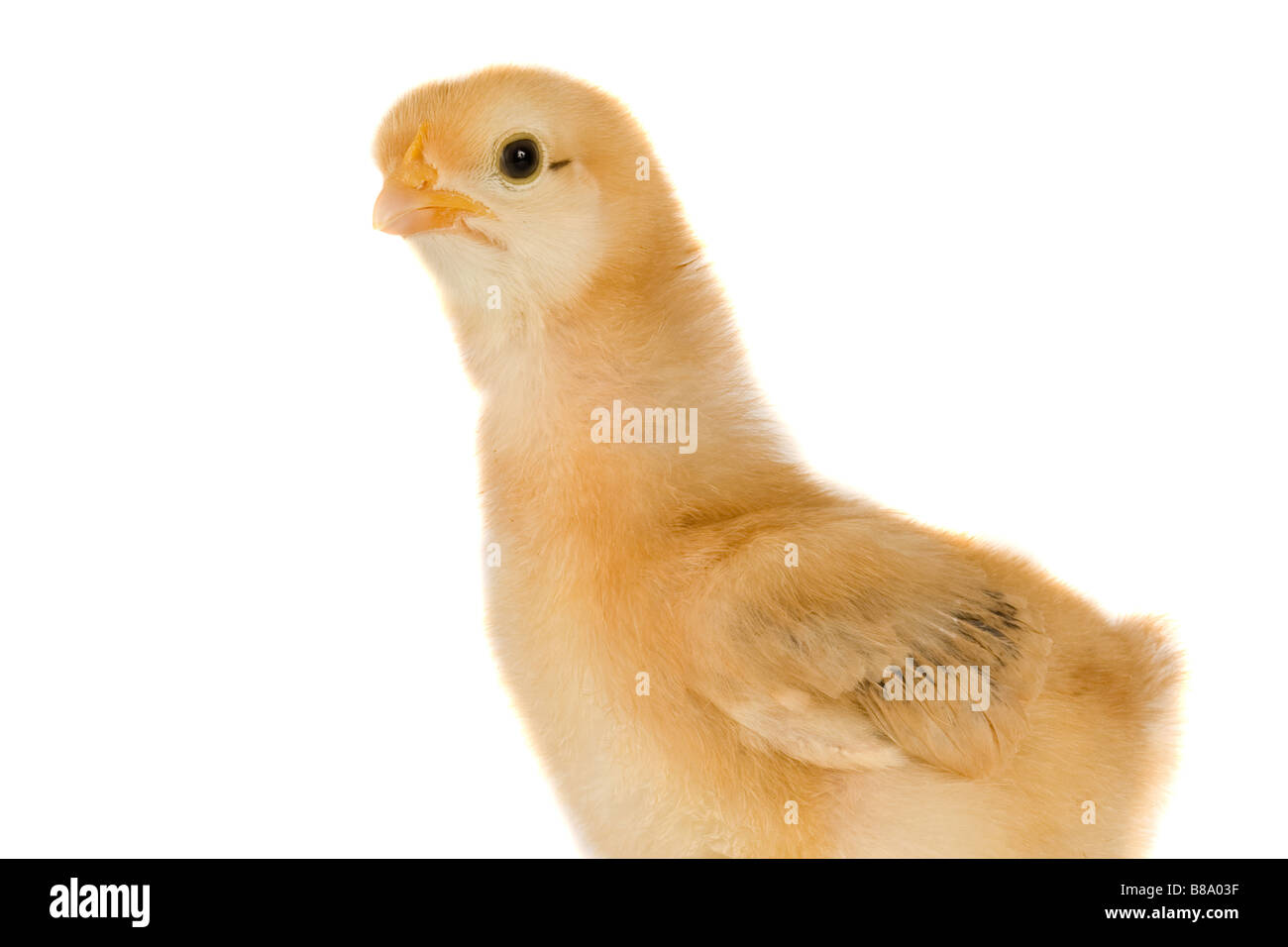 Yellow little chicken a over white background Stock Photo - Alamy