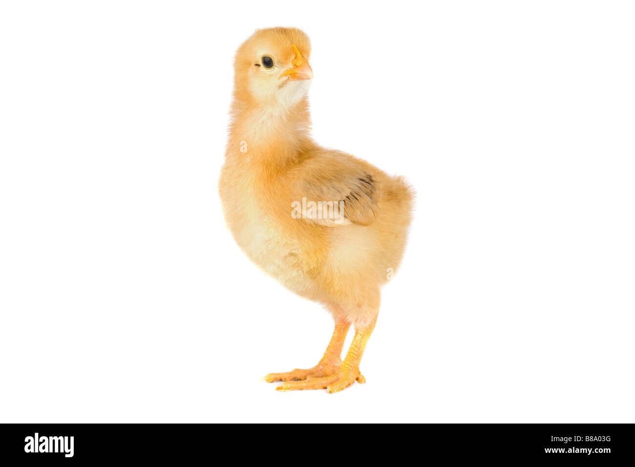 Yellow little chicken a over white background Stock Photo - Alamy