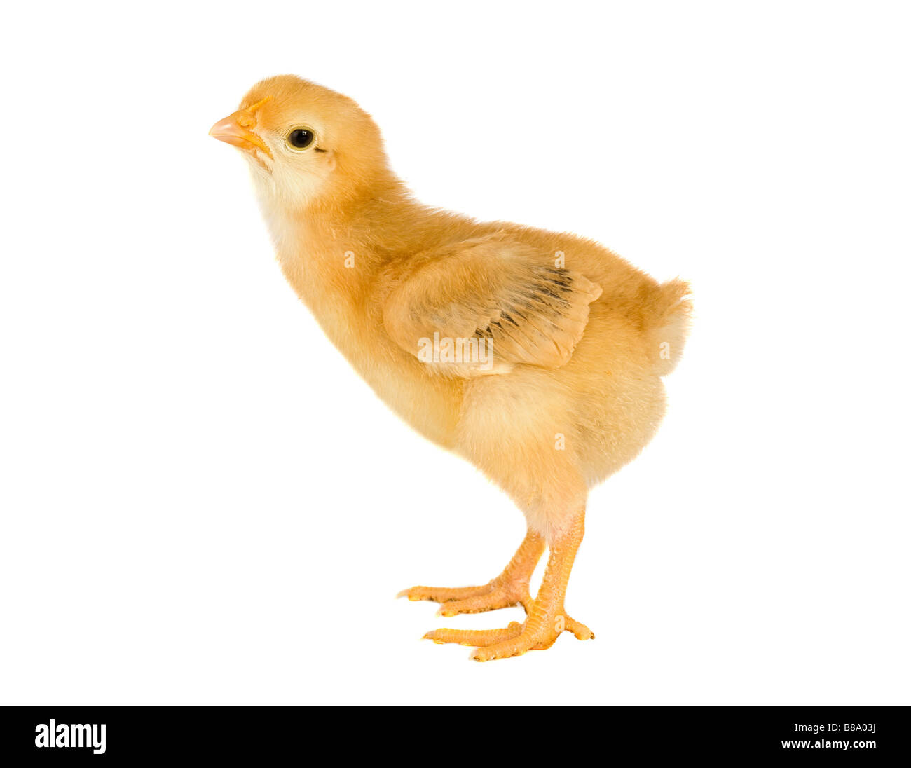 Yellow little chicken a over white background Stock Photo - Alamy