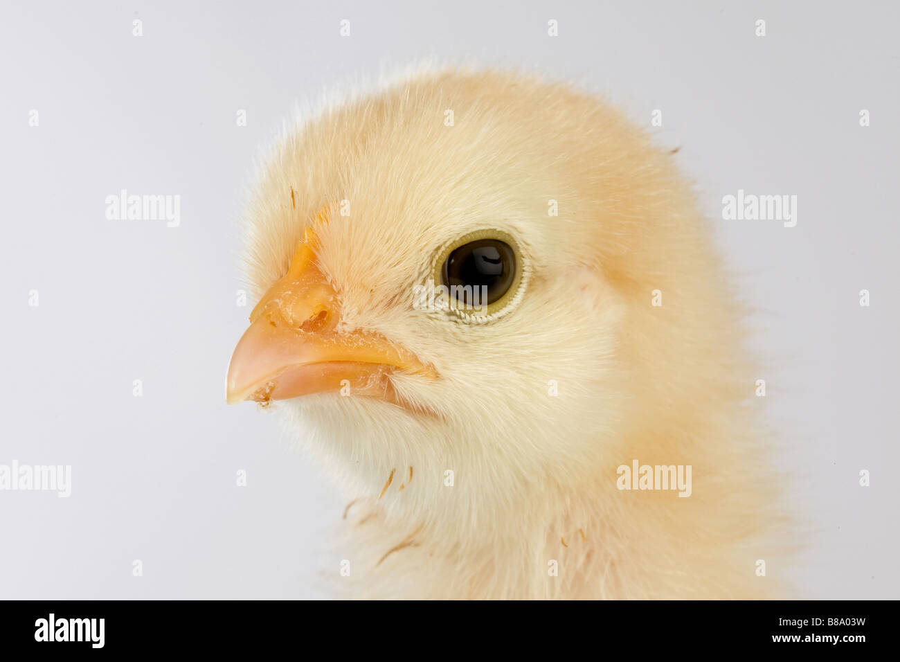 Yellow little chicken a over white background Stock Photo - Alamy