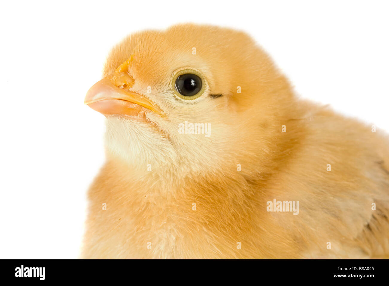 Yellow little chicken on a over white background Stock Photo - Alamy